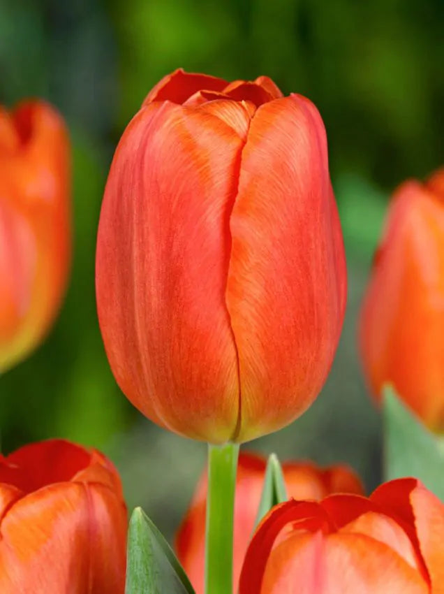 Tulip Orange Cassini – 15 Bright Tangerine Tulip Bulbs – The Rose Press Garden