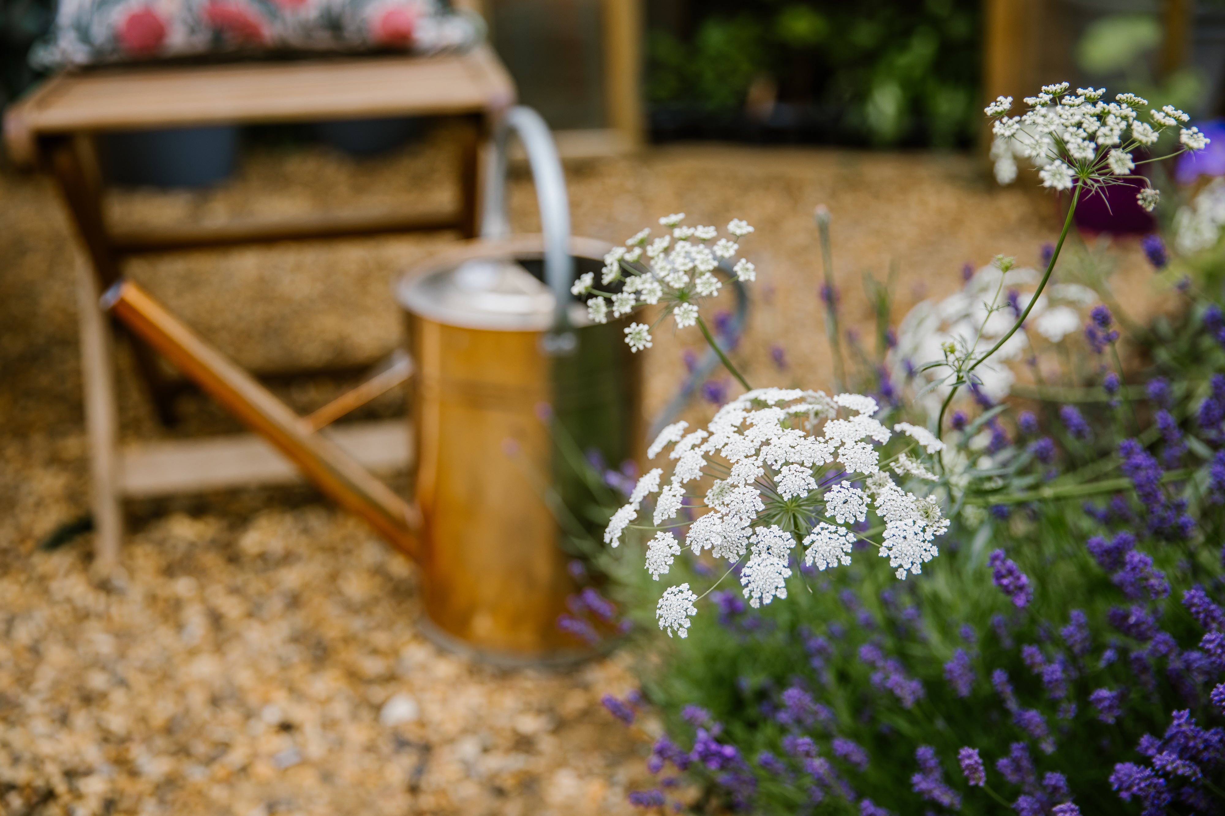 How to feed seedlings with a liquid feed – The Rose Press Garden