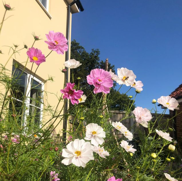 How to Pinch Cosmos – The Rose Press Garden