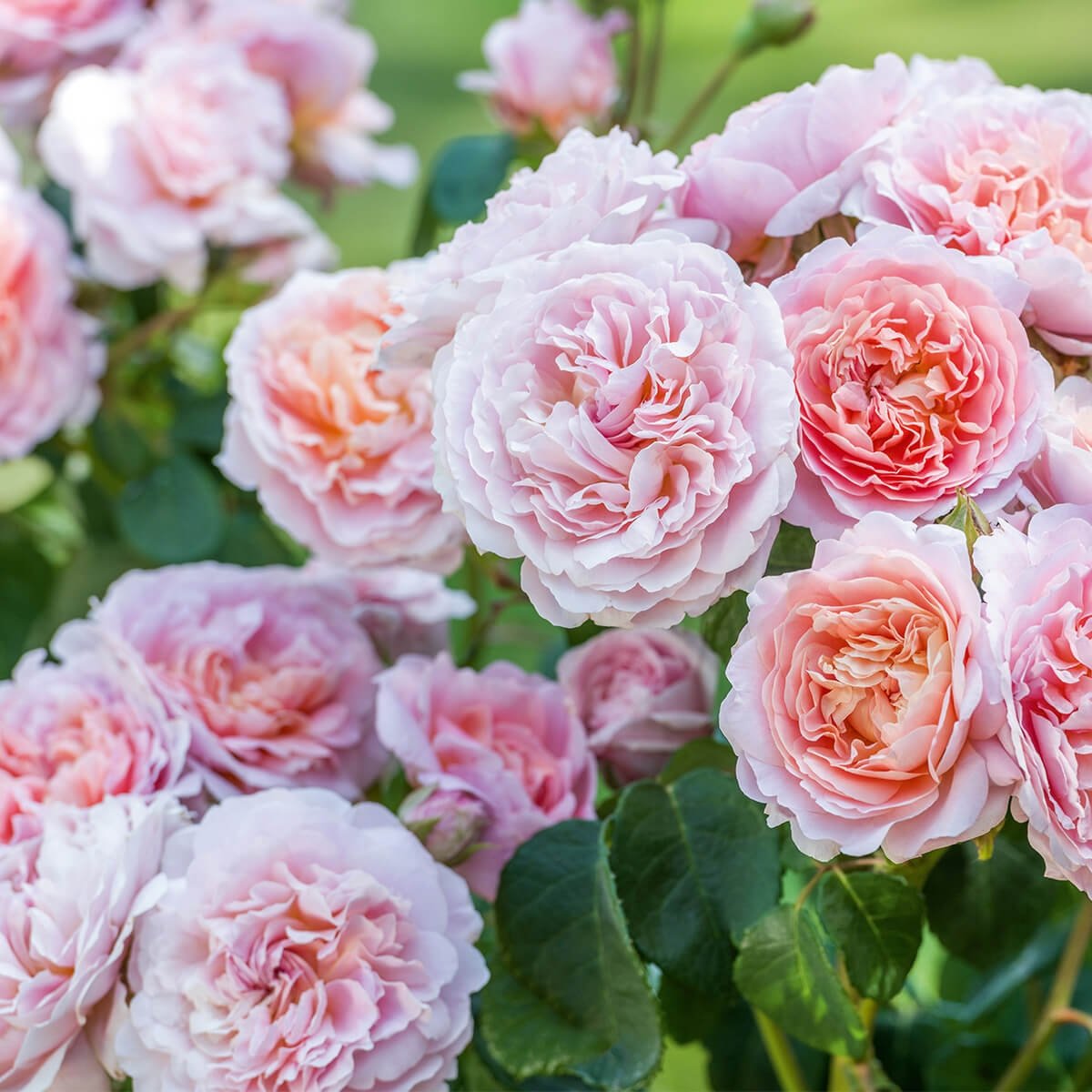 My favourite Roses and why – The Rose Press Garden