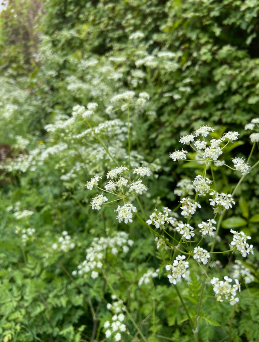 What is direct sowing all about? – The Rose Press Garden