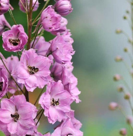 How to grow Larkspur – The Rose Press Garden