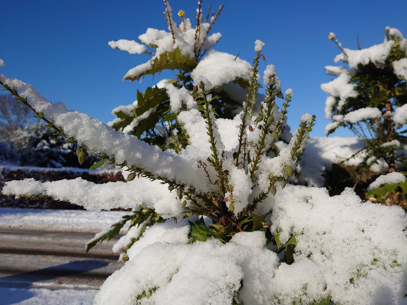 Gardening for Wildlife by Alex Pettitt – The Rose Press Garden