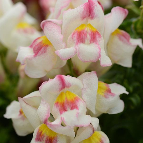 How to autumn sow Snapdragons – The Rose Press Garden