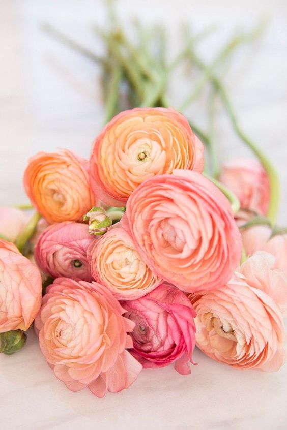 How to plant Ranunculus – The Rose Press Garden