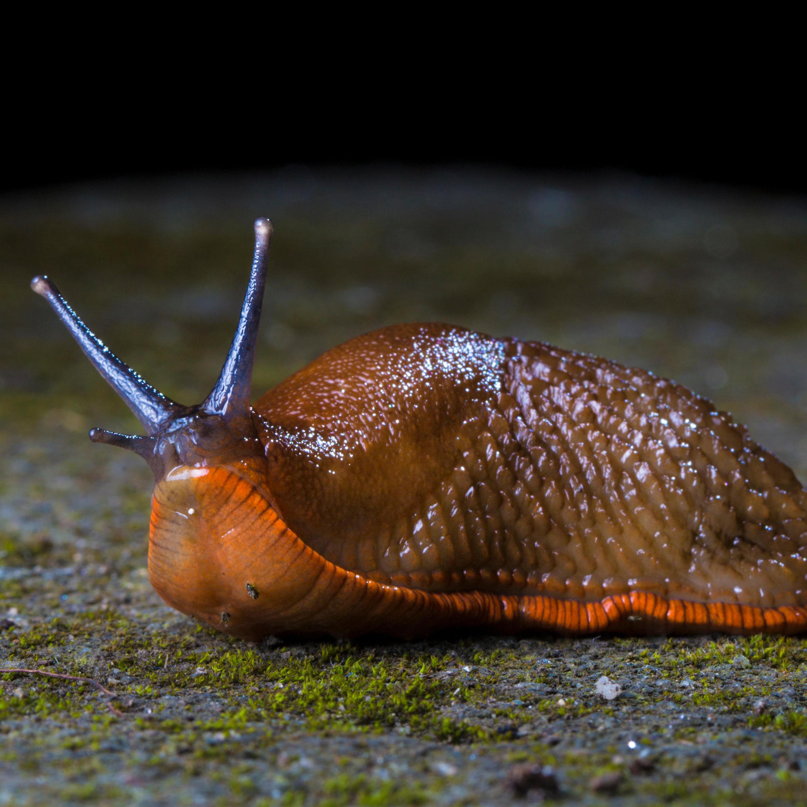 How to prevent slugs and snails... naturally! – The Rose Press Garden