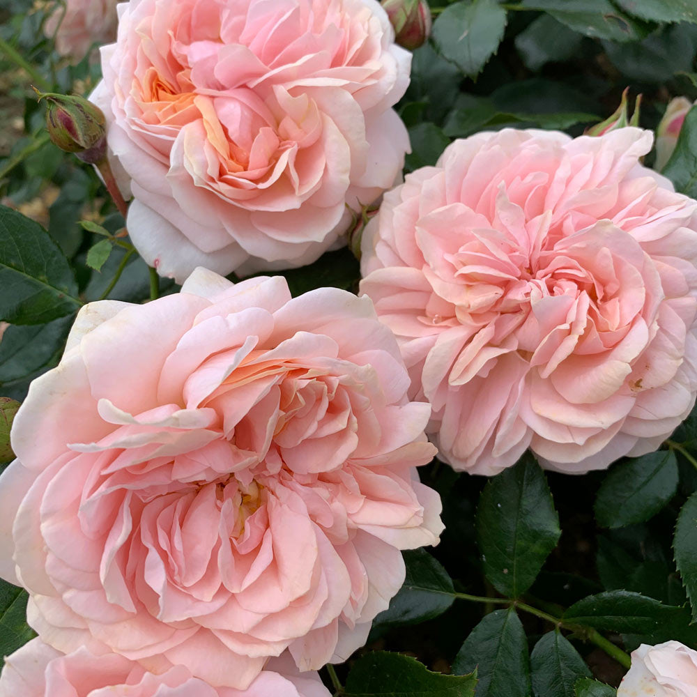 Bare Root Roses – The Rose Press Garden