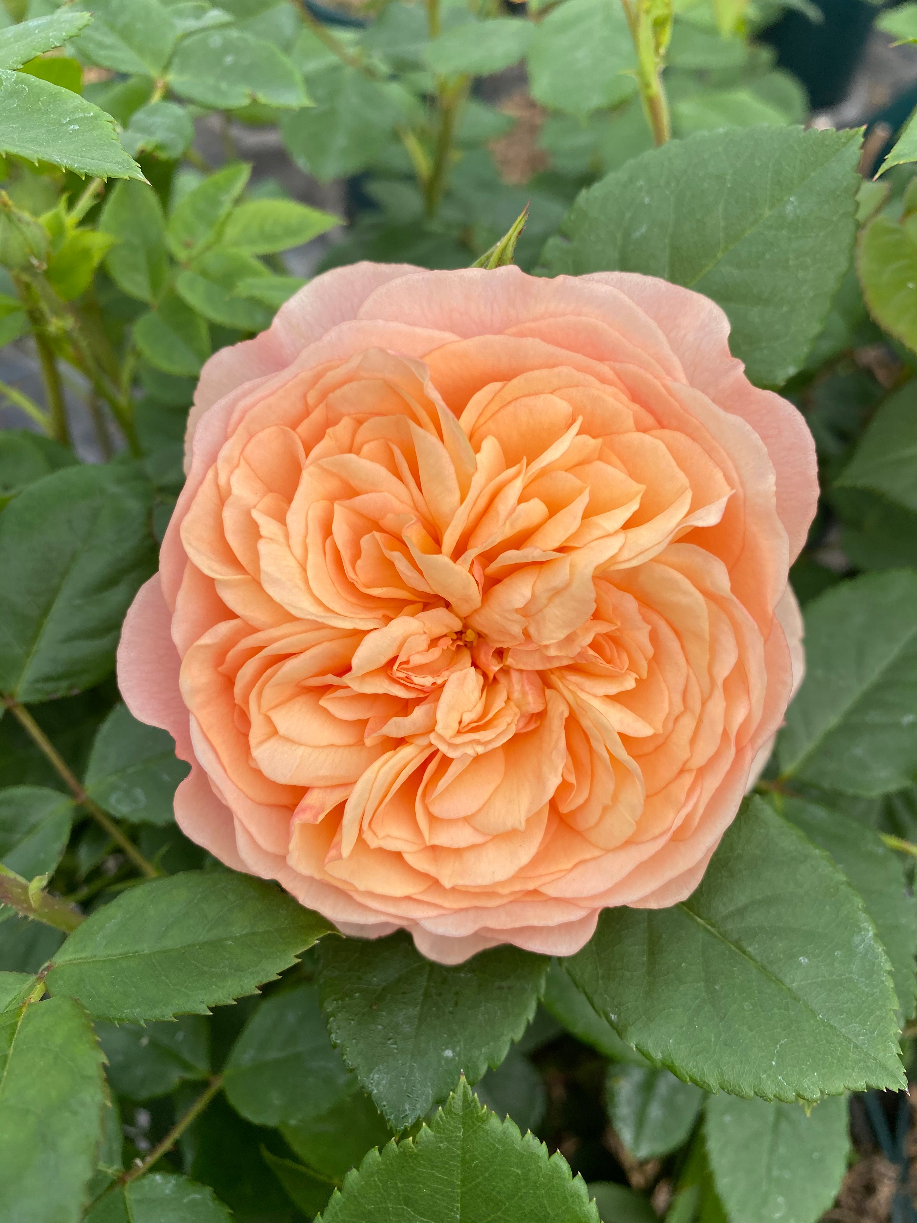 Roses (Potted) – The Rose Press Garden