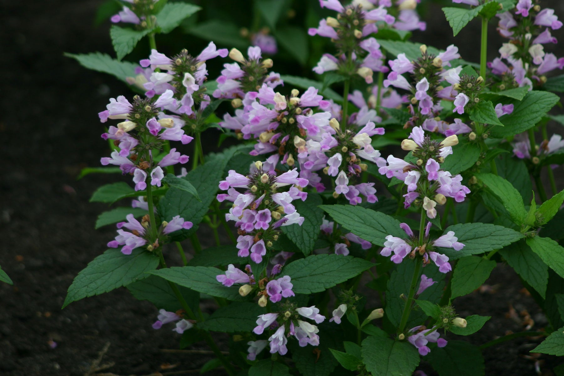Nepeta 'Pink Panther' Seeds – The Rose Press Garden
