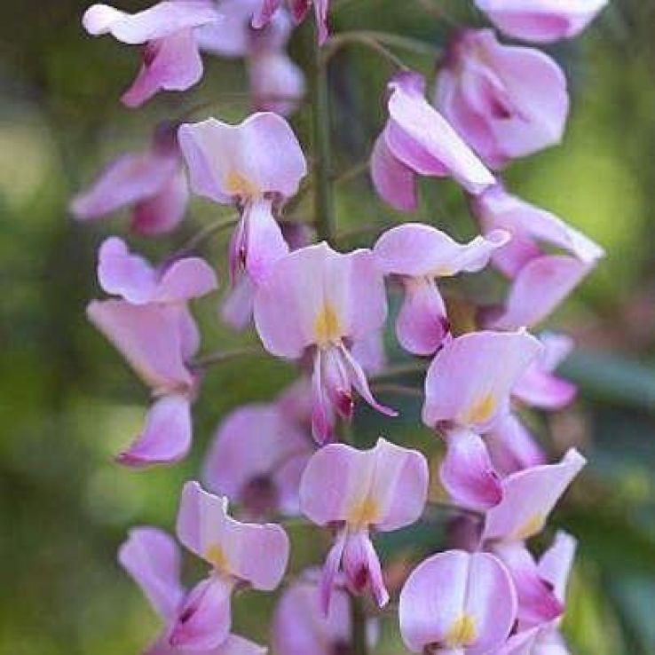 Wisteria floribunda ‘Rosea Hon-beni’ – Pink Japanese Wisteria | New ...