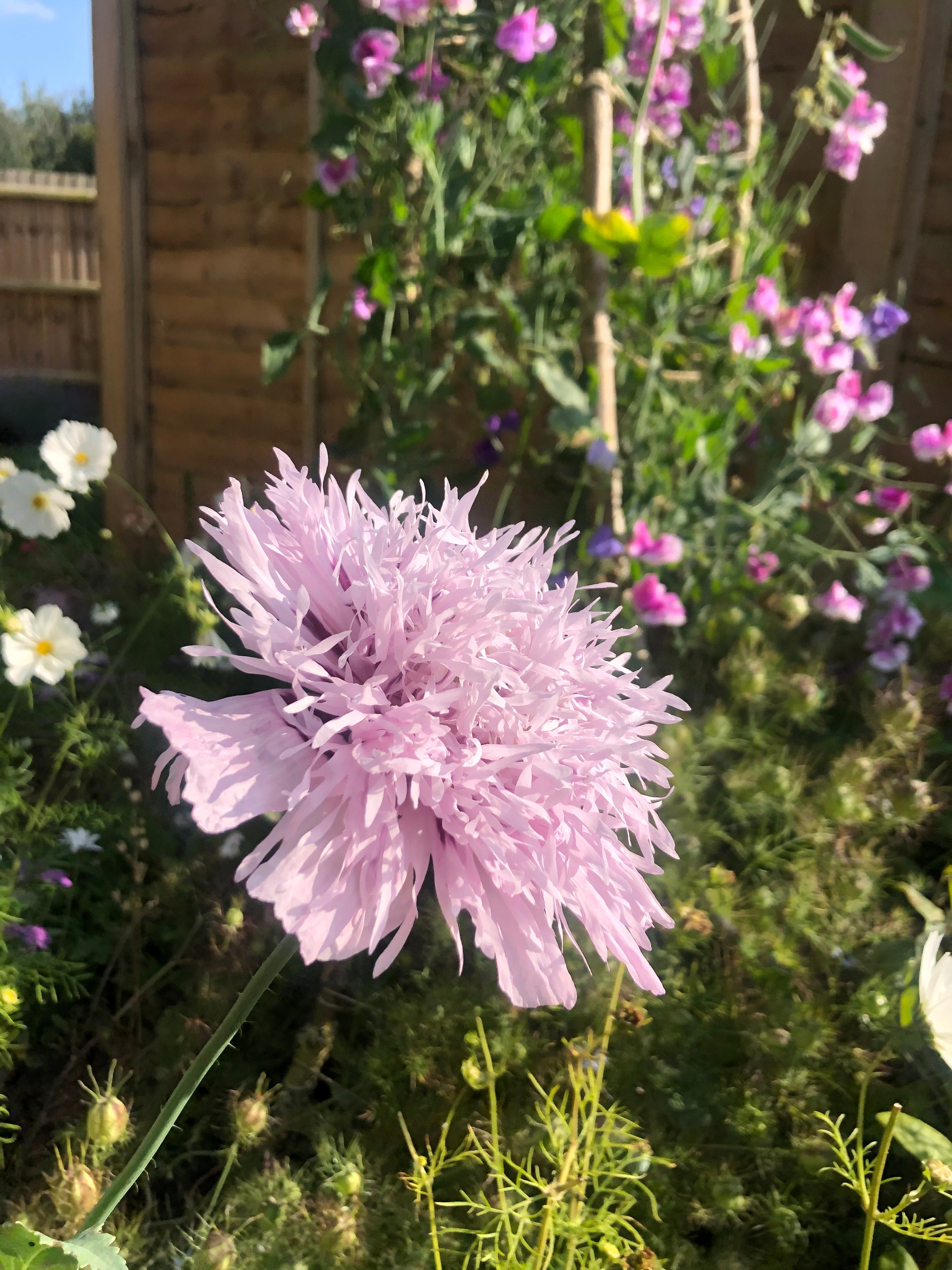 Poppy 'Lilac Pompom' Seeds – The Rose Press Garden