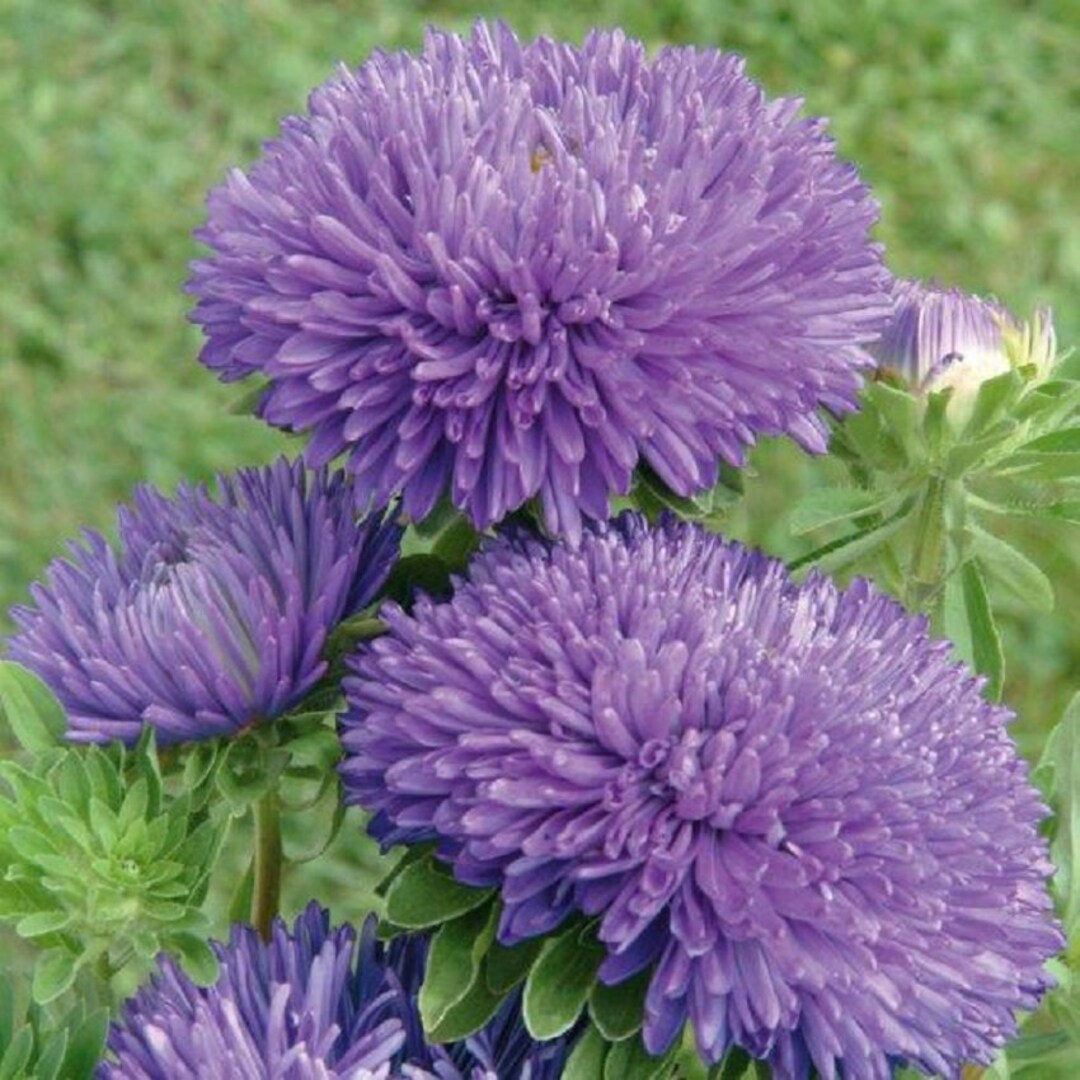 Aster 'Gala Blue' Seeds – The Rose Press Garden