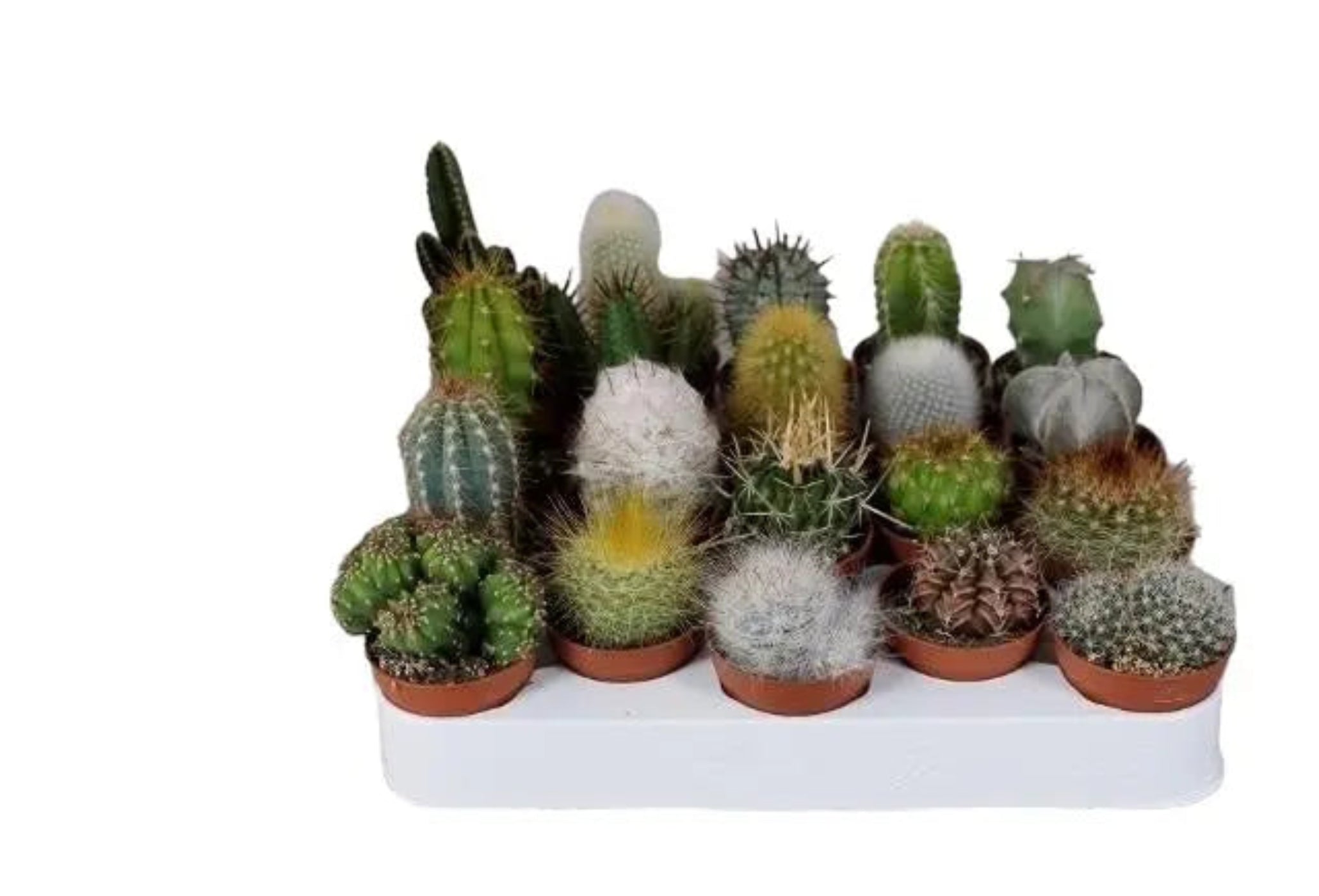 10 x Cactus Mixed 5.5cm Pot - Plants By Post – The Rose Press Garden