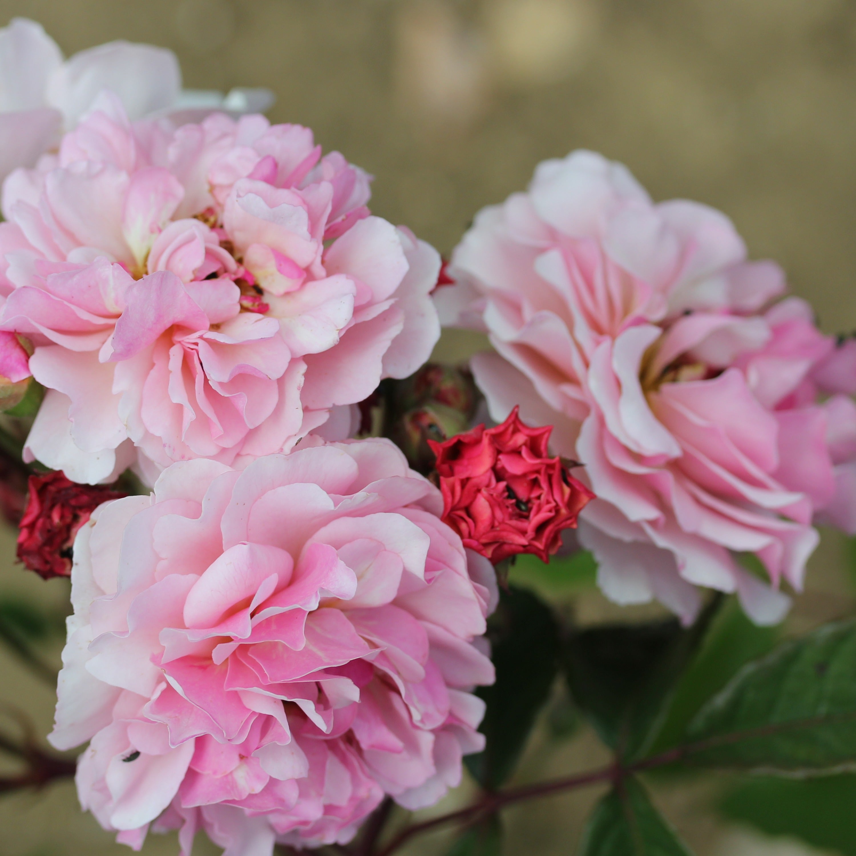 Cornelia – Hybrid Musk Rose (Bare Root) | The Rose Press Garden