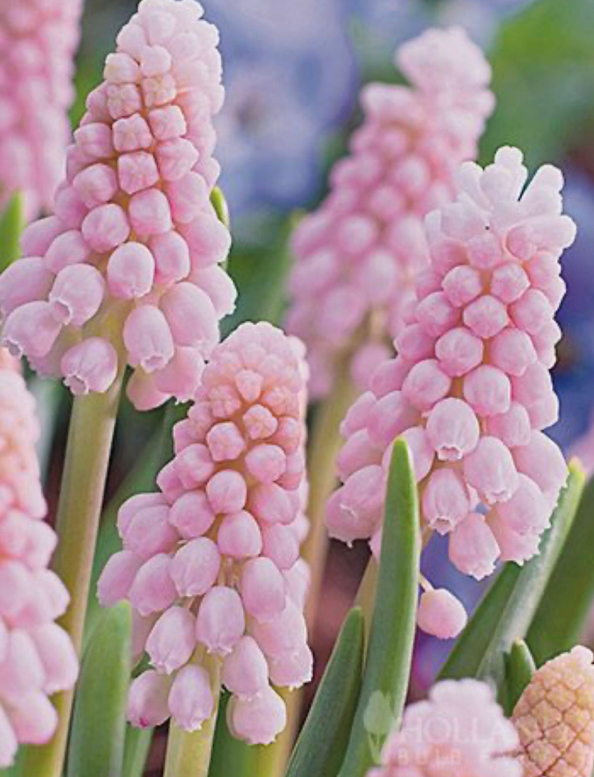 Muscari 'pink sunrise' (10 Bulbs) – The Rose Press Garden