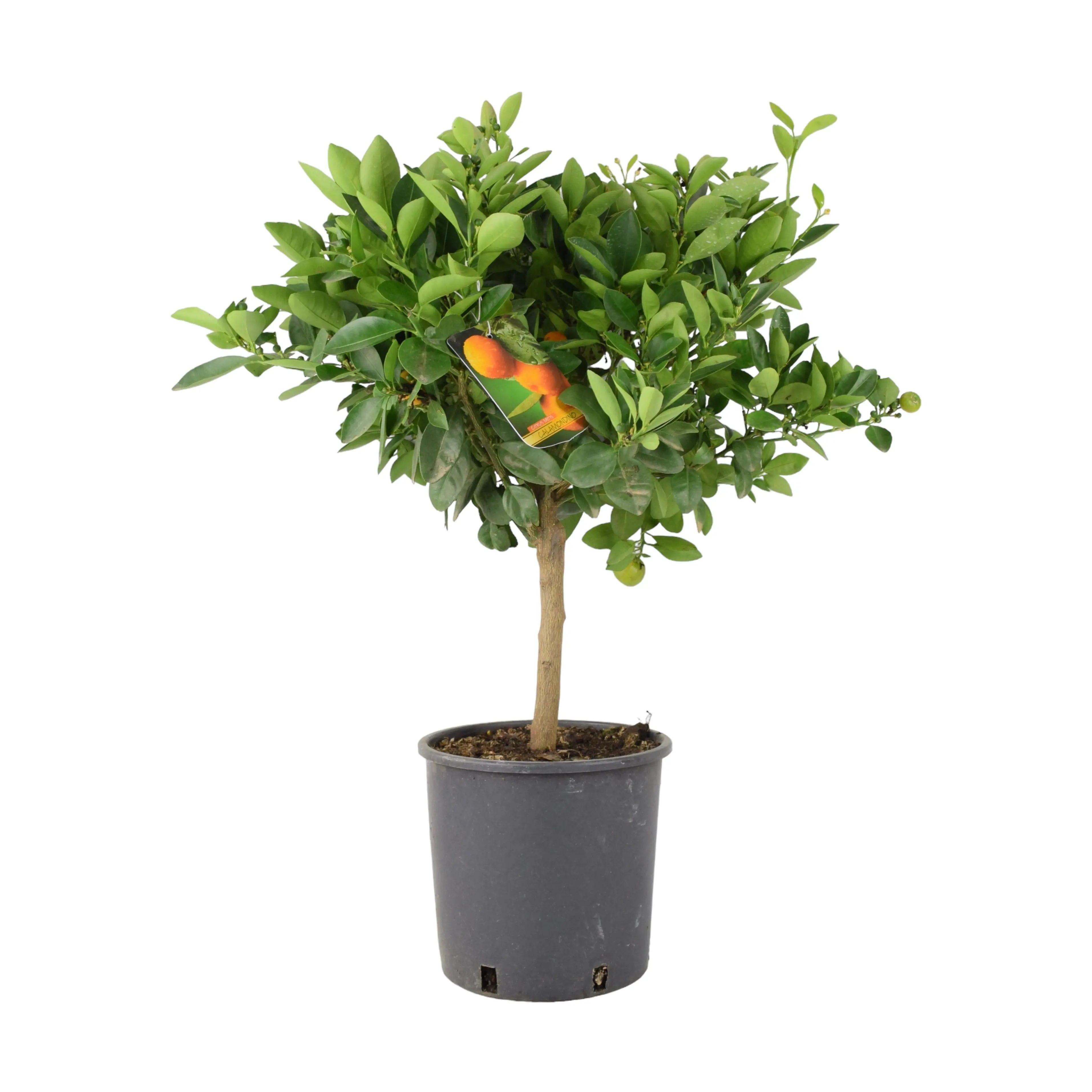 Citrus Calamondin Orange Tree – Indoor & Patio-Friendly Fruit Tree ...