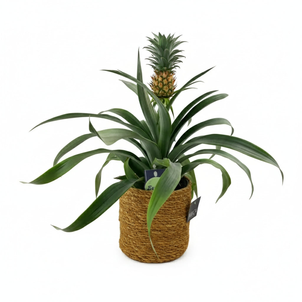 Pineapple Plant in Sea Grass Basket - Unique Anti-Snoring Plant – The ...