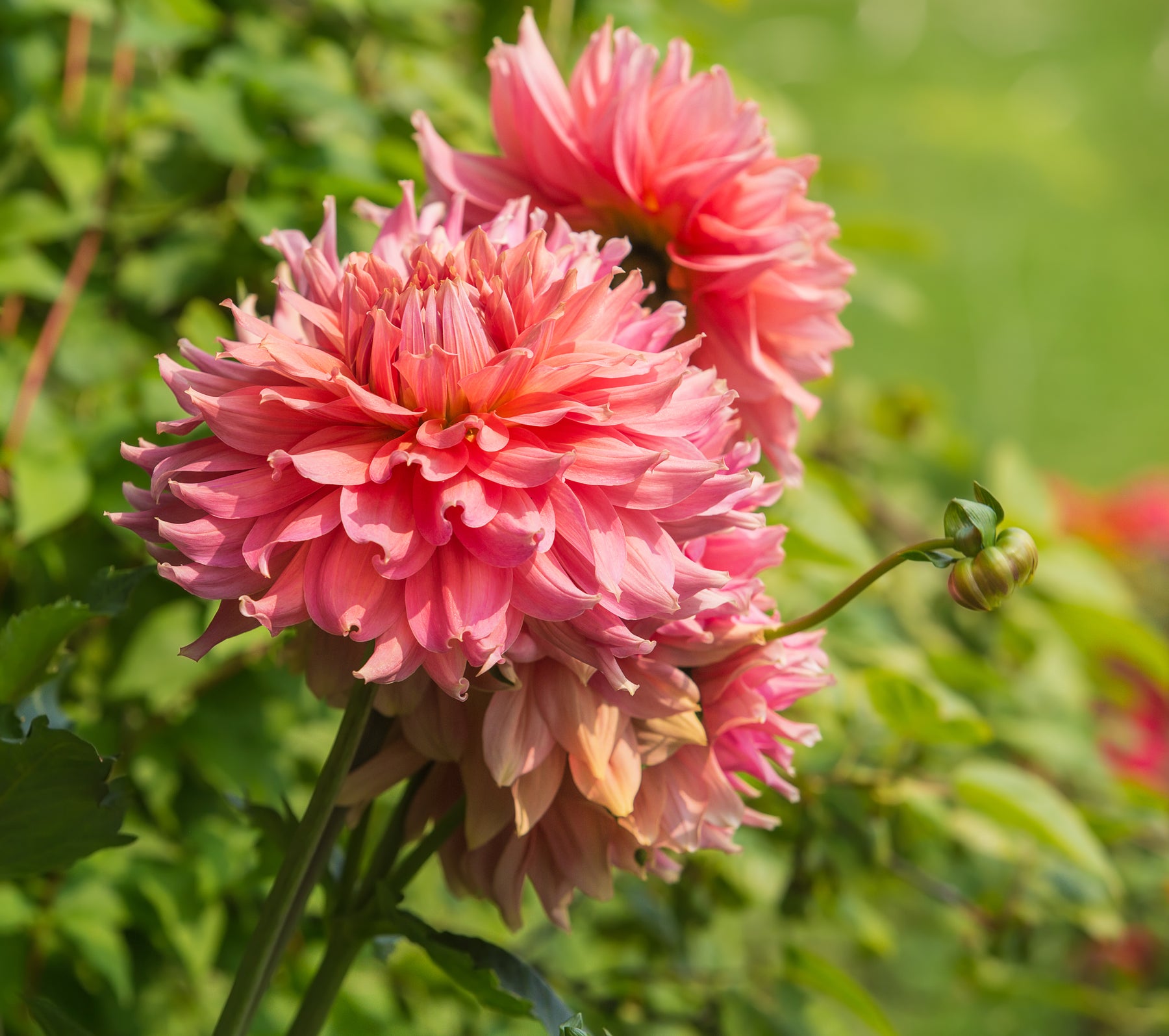 Dahlia 'Islander' Tubers | Giant Salmon-Pink Dinnerplate | The Rose ...