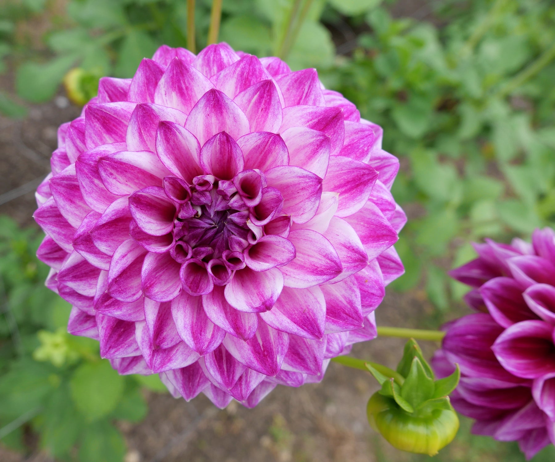 Dahlia Lizz Baaj - The Rose Press Garden