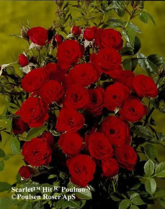 Ruby Wedding Rose – Dark Red Blooms in 5.5L Pot | The Rose Press Garden