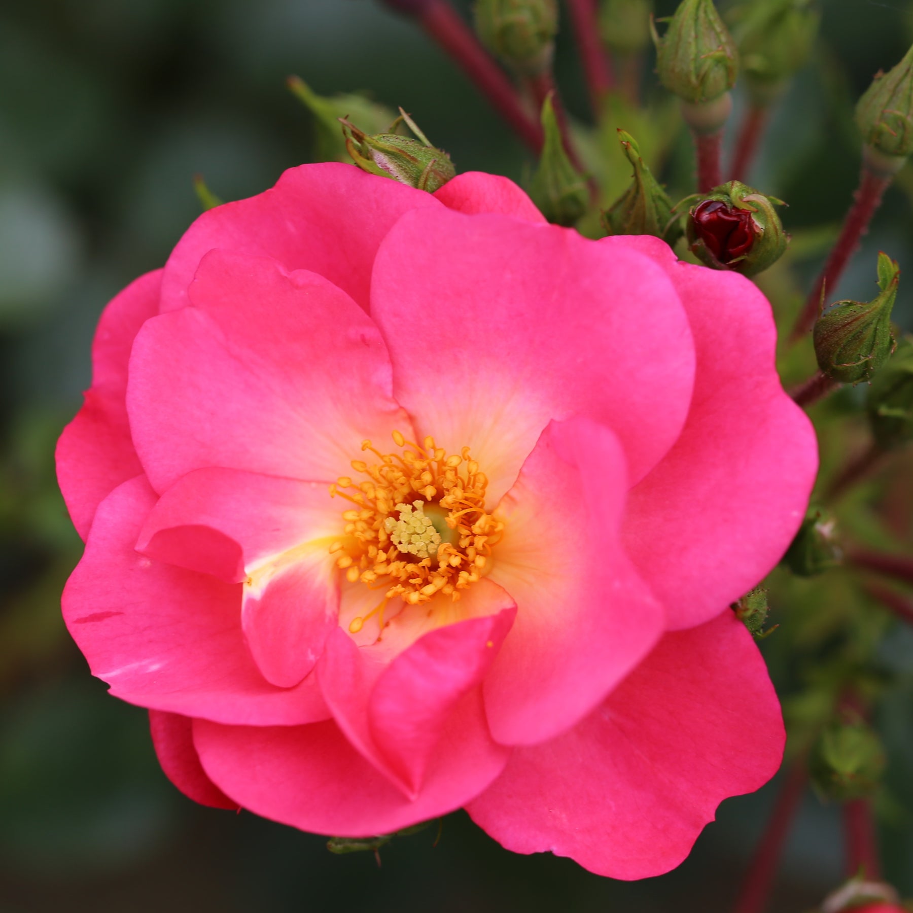 Rosy Cheeks – Floribunda Rose (Bare Root) | The Rose Press Garden