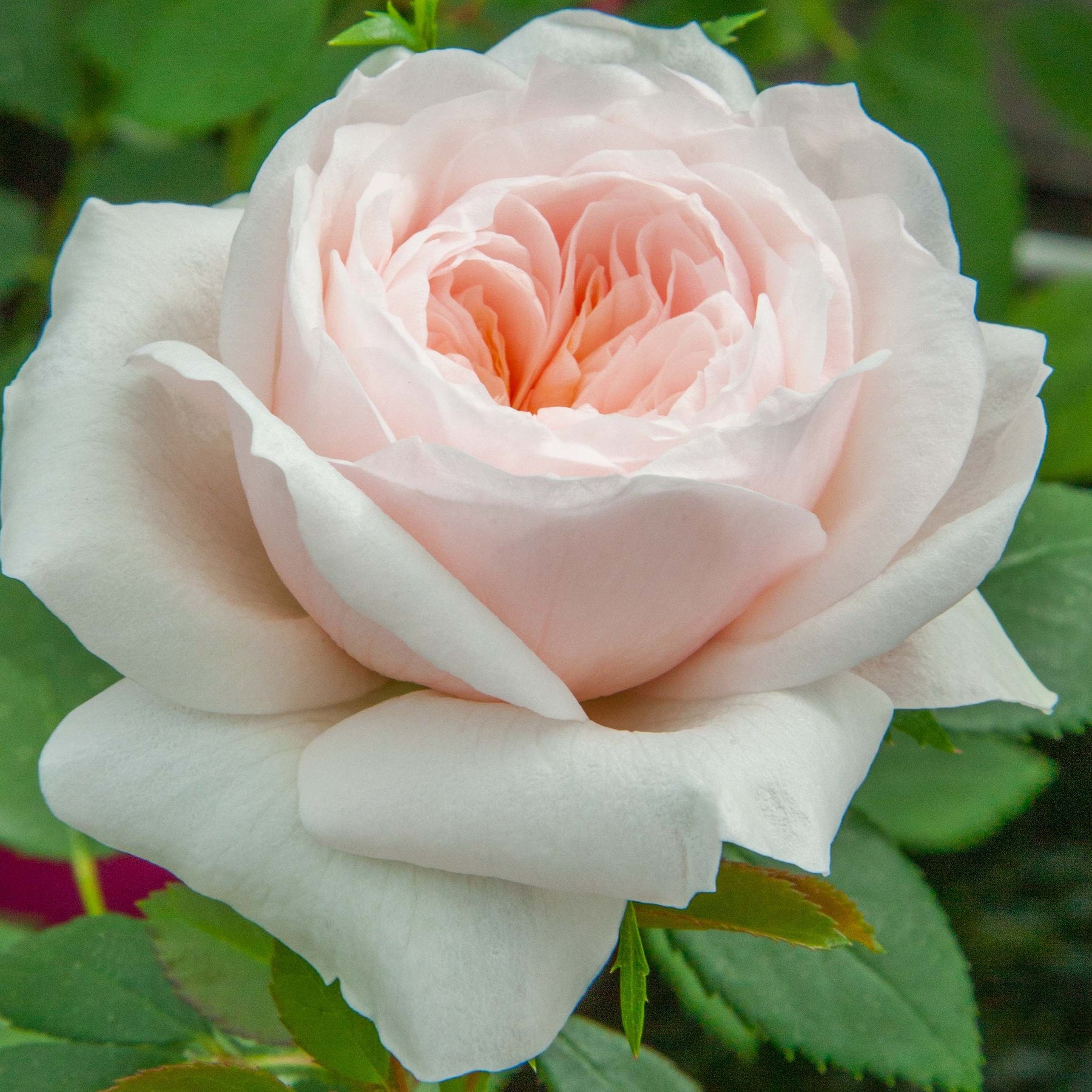 Sabrina – Hybrid Tea Rose (Bare Root) | The Rose Press Garden