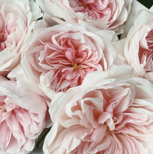 The Rose Press Garden