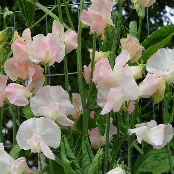 Sweet Pea ‘Sunshine Champagne’ | Pink & Cream Flower Seeds – The Rose ...