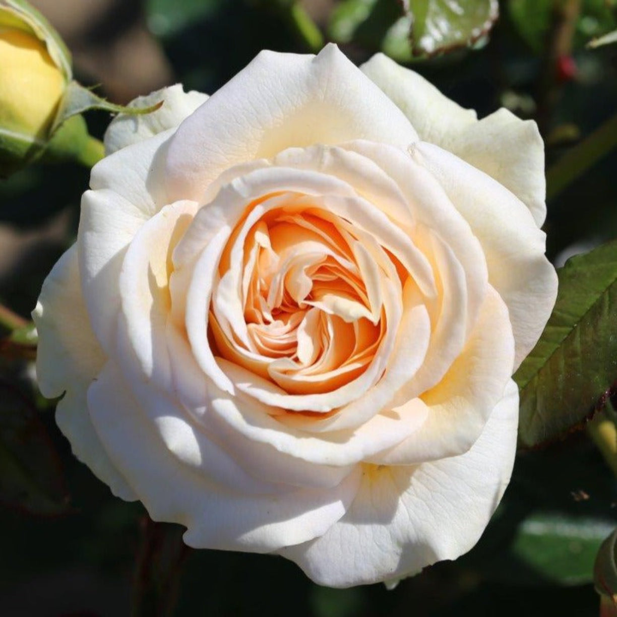 Home Florist Timeless Cream – Hybrid Tea Rose (Bare Root) | The Rose ...