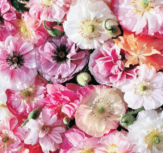 Poppy 'Angels Choir' Seeds | Soft Pastel Ruffled Blooms – The Rose ...