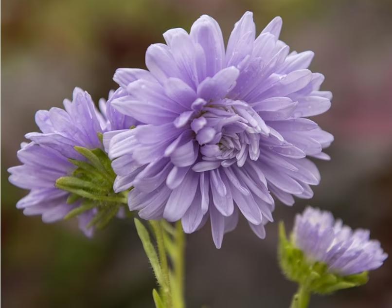 Aster 'Gala Blue' Seeds | Late Summer Colour – The Rose Press Garden