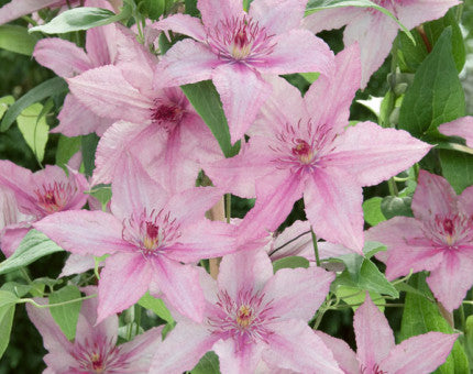 Clematis 'Hagley Hybrid' | Pink Shade Tolerant Climber – The Rose Press ...