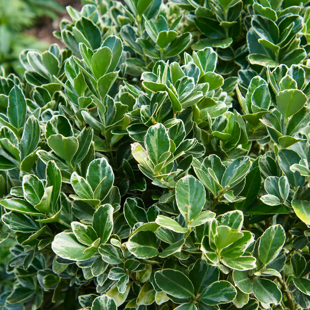 Euonymus Microphyllus Aureovariegatus | Golden Box-Leaved Shrub – The ...