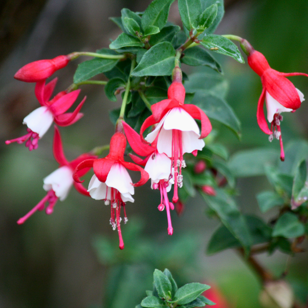 Fuchsia 'Snowcap' | Hardy Red and White Bicolor Shrub – The Rose Press ...