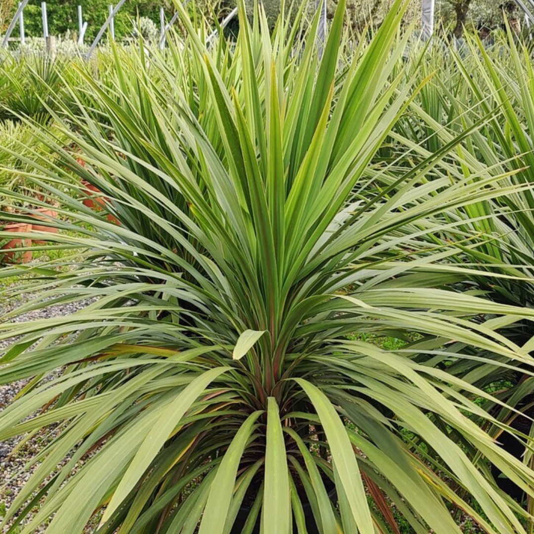 Cordyline ‘Peko’ | Architectural Bronze Evergreen Shrub – The Rose ...