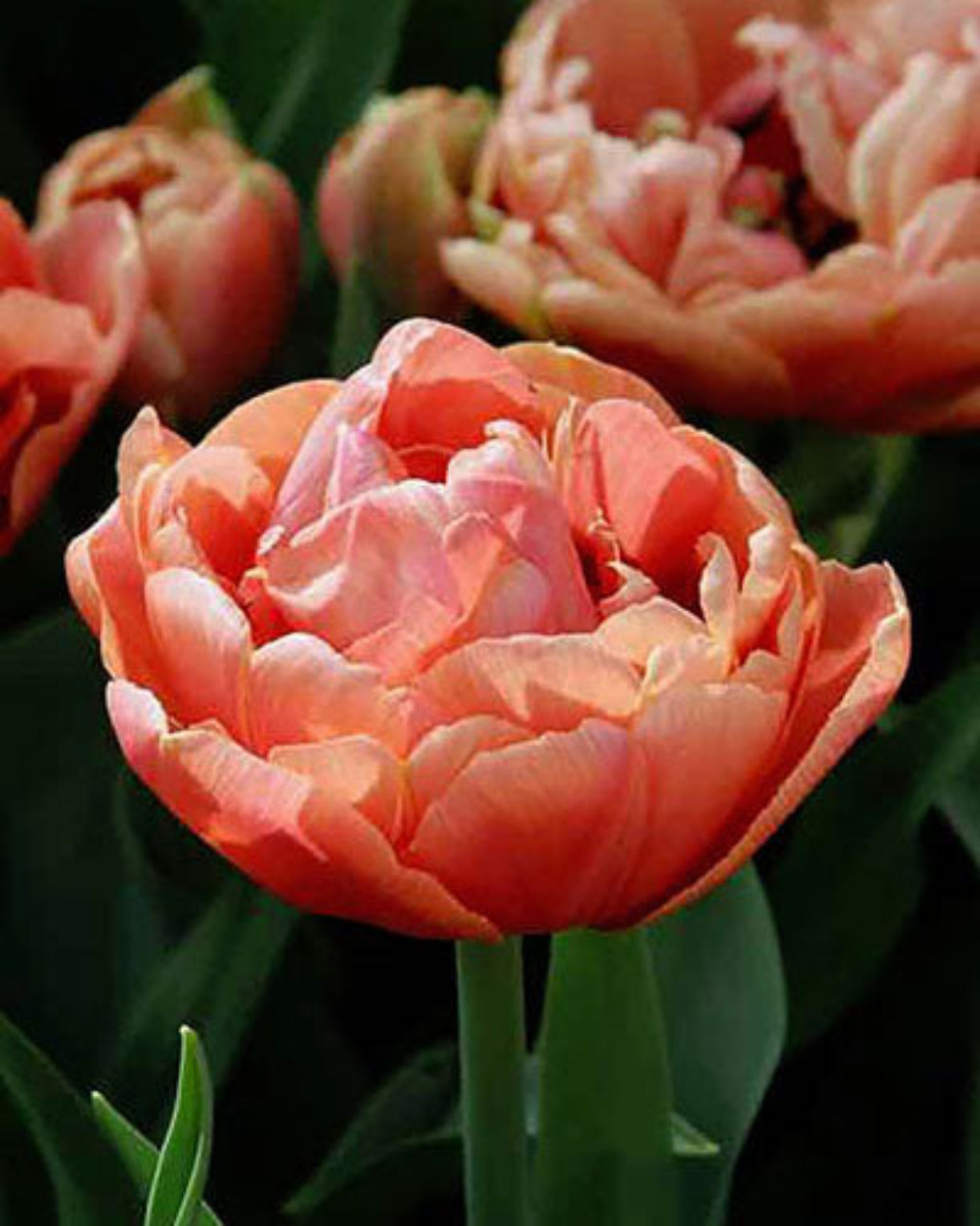 Tulip 'Copper Image' (15 Bulbs) – The Rose Press Garden