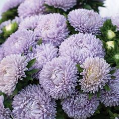 Aster 'Gala Lavender' – The Rose Press Garden