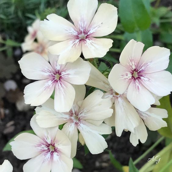 Phlox ‘Crème Brûlée’ Seeds | Soft Pastel Garden Blooms – The Rose Press ...
